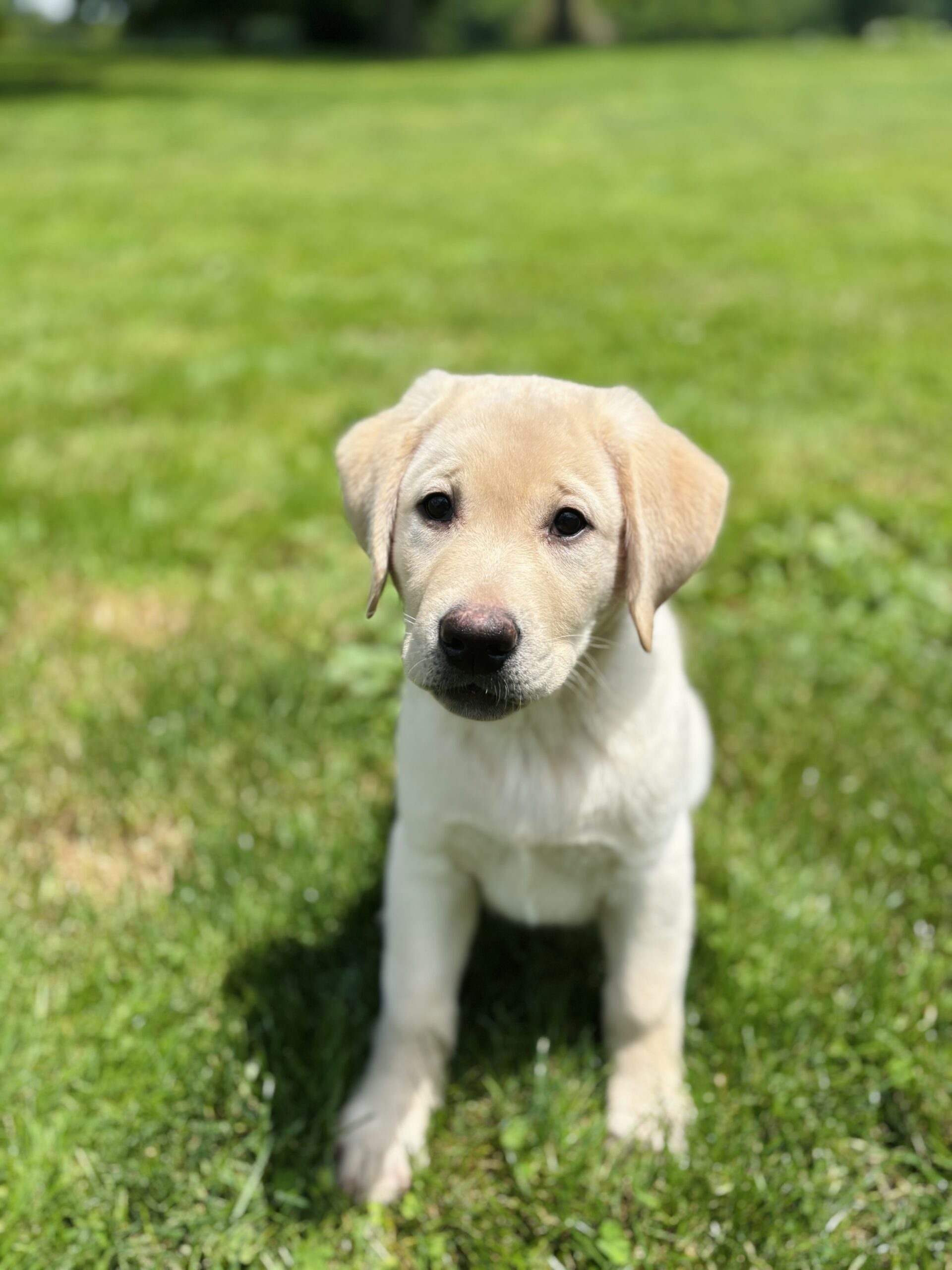Golden Retriever Breeders in PA | Puppies