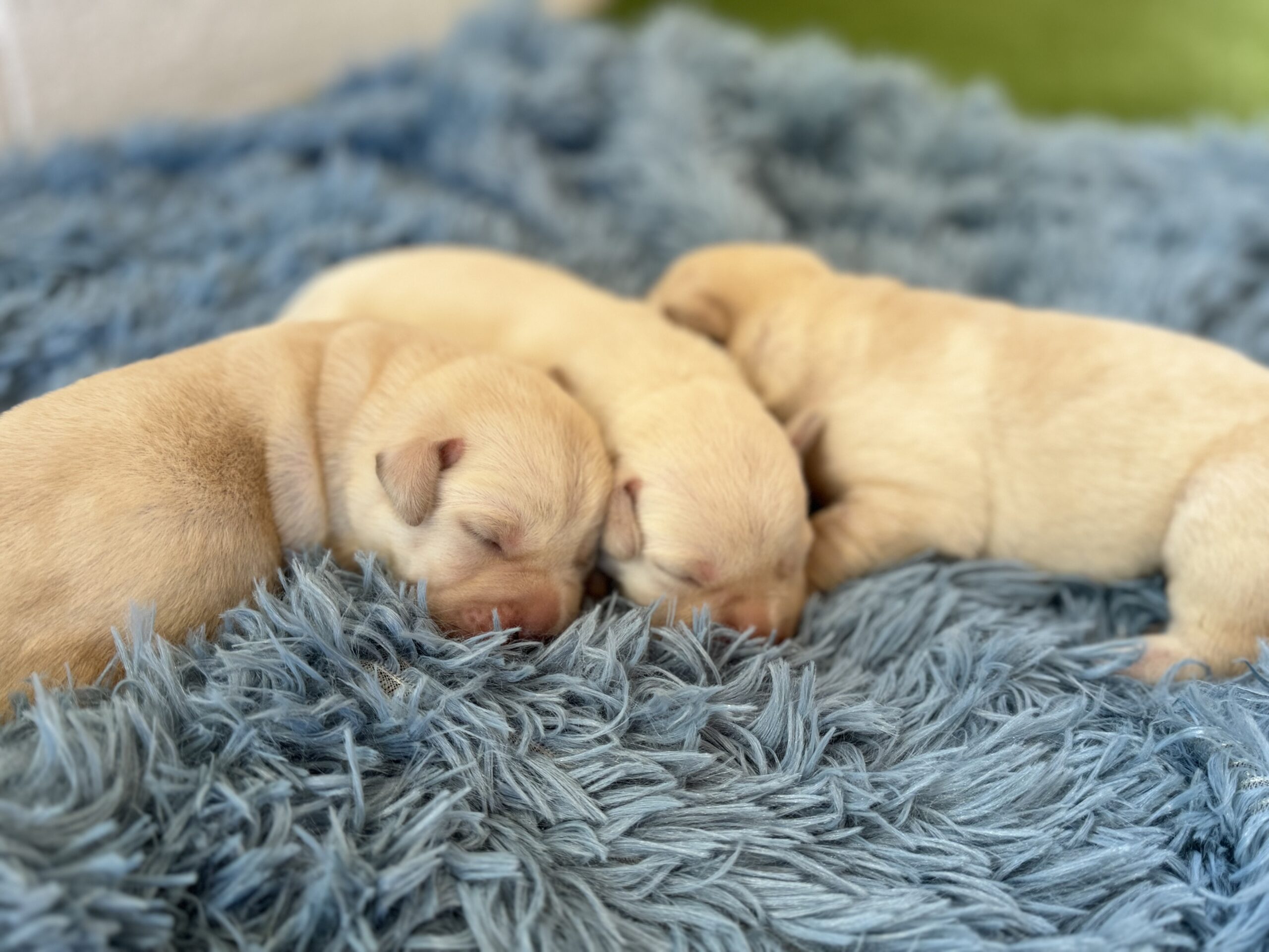 Lab Breeders in PA | family owned and operated