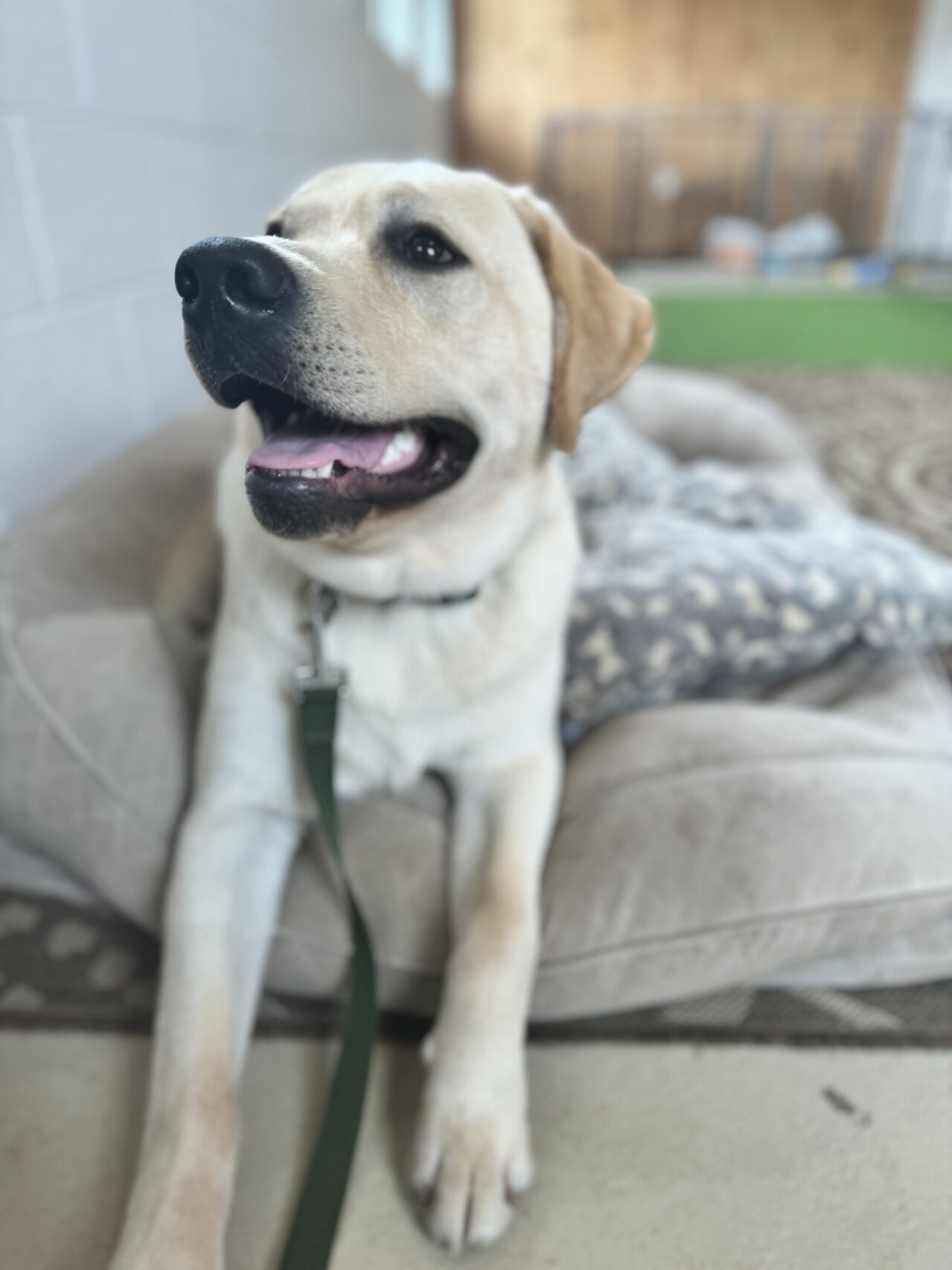 Golden Retriever Breeders in PA | Puppies