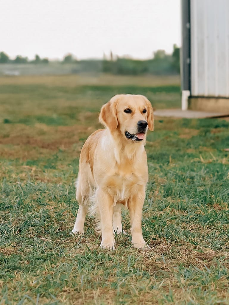 Golden Retriever Breeders in PA | it's a good idea for you to call
